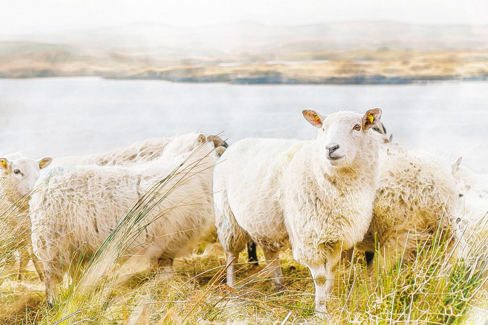 Sheep Water Grass - Free photo on Pixabay - Pixabay