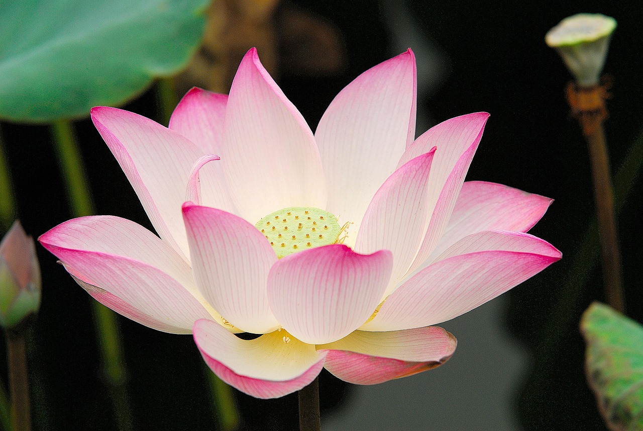 Lotus Flower Botany Bloom - Free photo on Pixabay