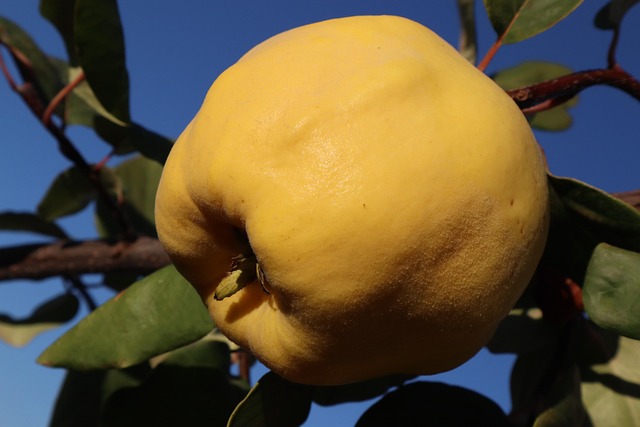 Membrillo Fruta Árbol De Frutas - Foto gratis en Pixabay - Pixabay