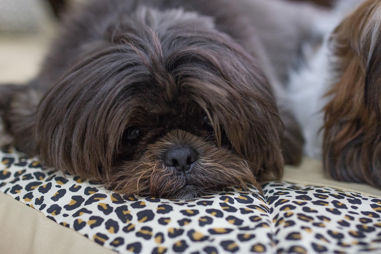 10+ Free Шитцу & Shitzu Photos - Pixabay