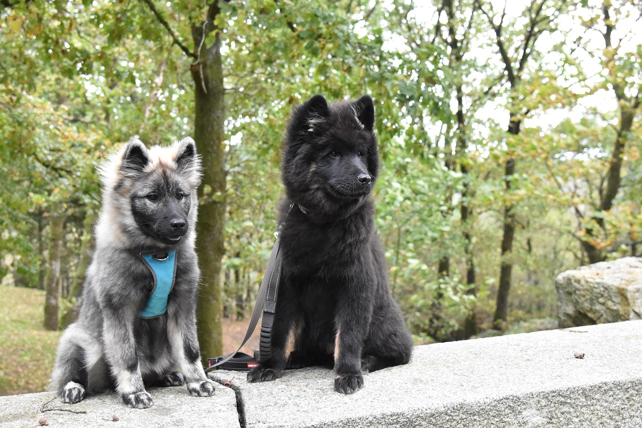 Eurasier Puppies Park - Free photo on Pixabay - Pixabay