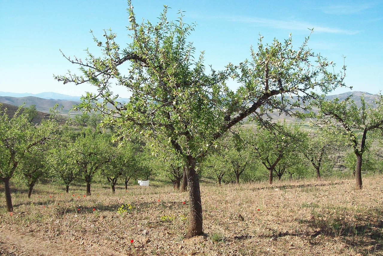 Campagne Amandier - Photo gratuite sur Pixabay - Pixabay