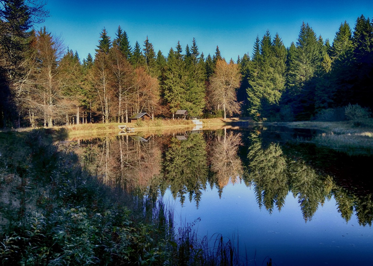 Mar Lago Floresta - Foto gratuita no Pixabay - Pixabay