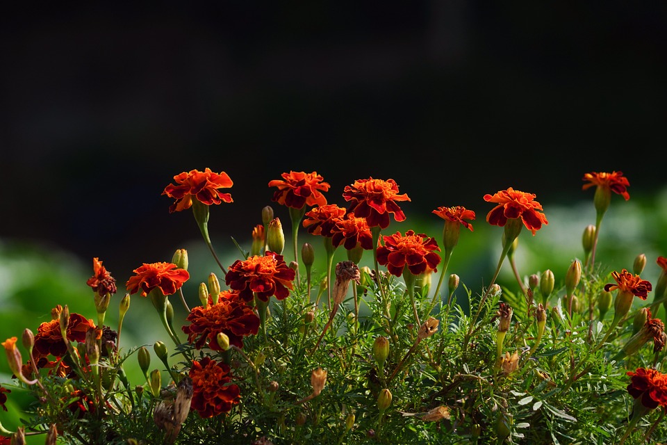 Flower Autumn Red - Free photo on Pixabay