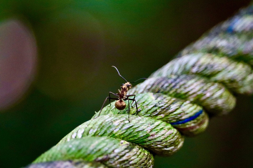 Ant Wildlife Borneo - Free photo on Pixabay