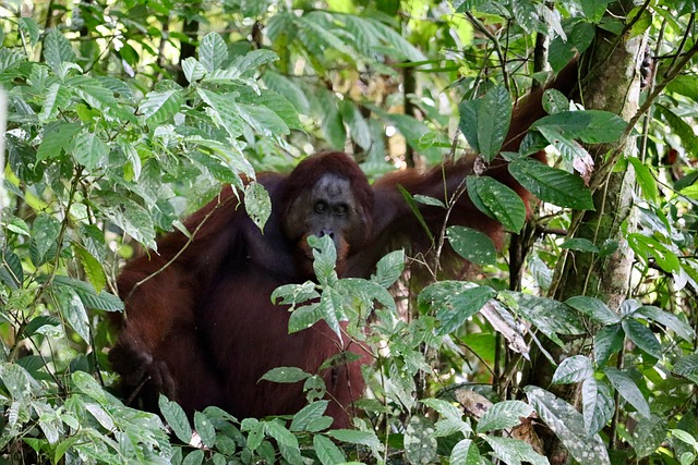 Orangutan Primata Borneo - Foto gratis di Pixabay - Pixabay