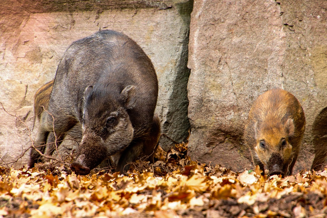 Wildlife Pig Forest Wild - Free photo on Pixabay - Pixabay