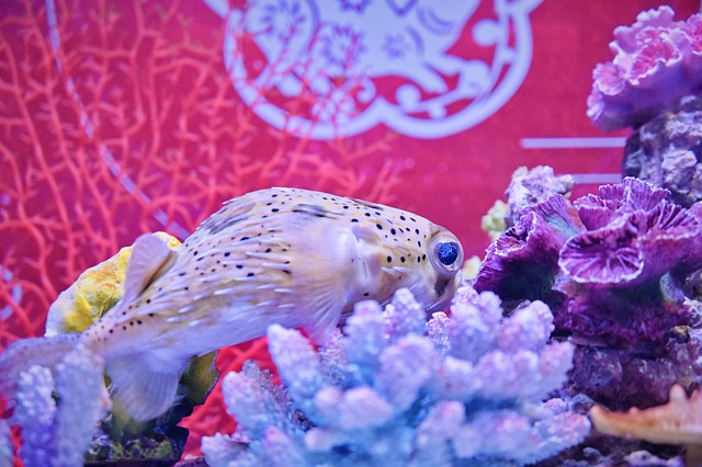 Poisson Char Aquarium - Photo gratuite sur Pixabay - Pixabay
