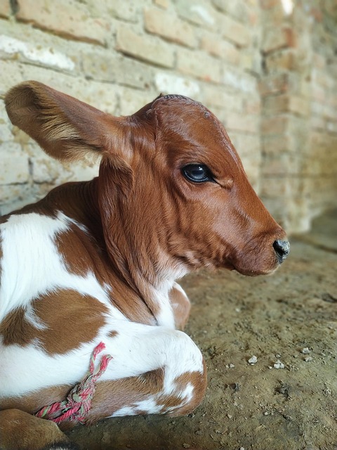 Vache Veau Animal - Photo gratuite sur Pixabay - Pixabay