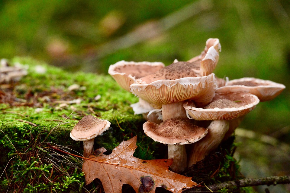 Mushroom Autumn Forest - Free photo on Pixabay