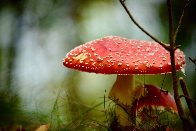 Champignon Amanite Mouche Sol De - Photo gratuite sur Pixabay