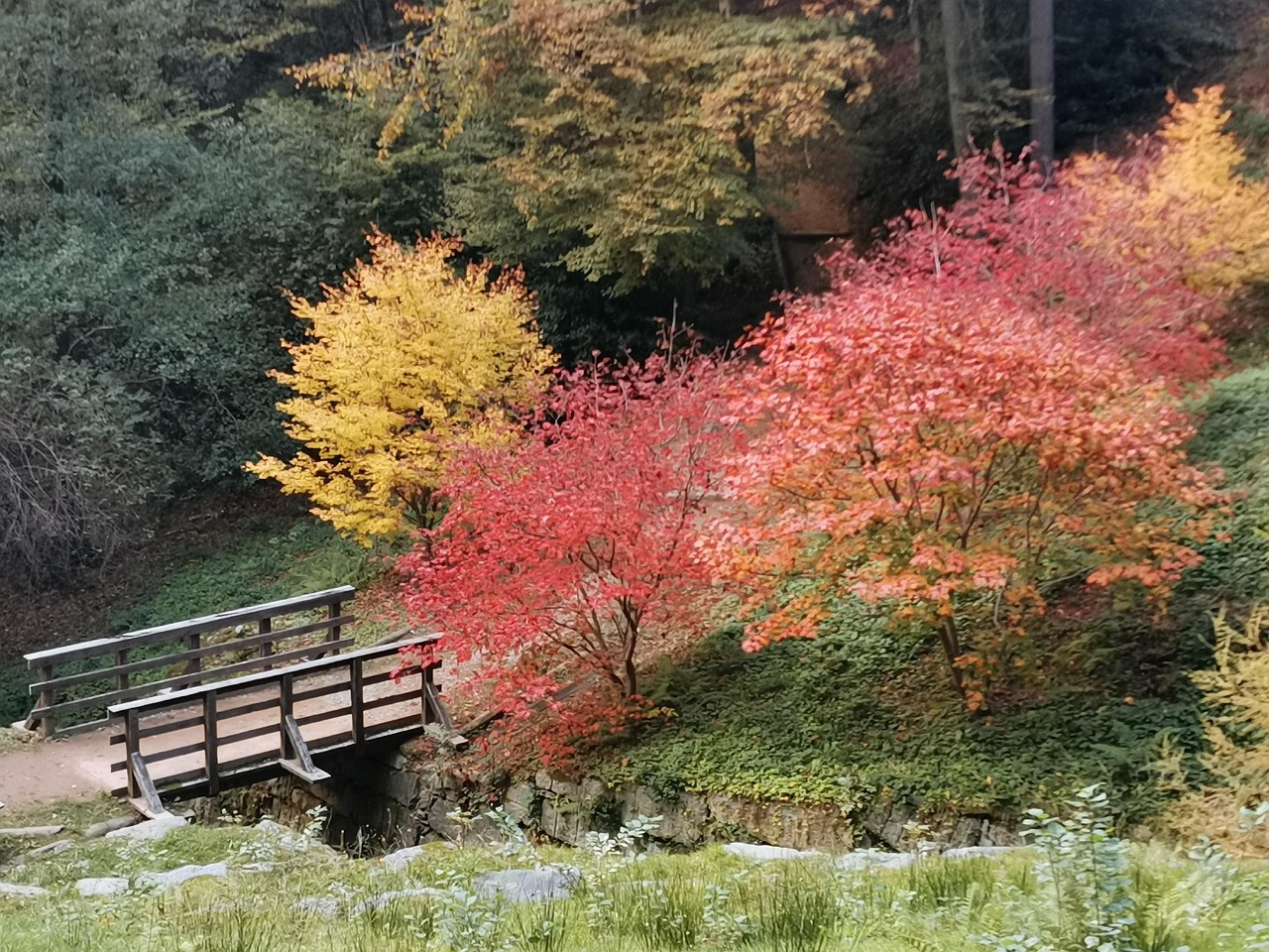 Bridge Nature Trees - Free photo on Pixabay - Pixabay