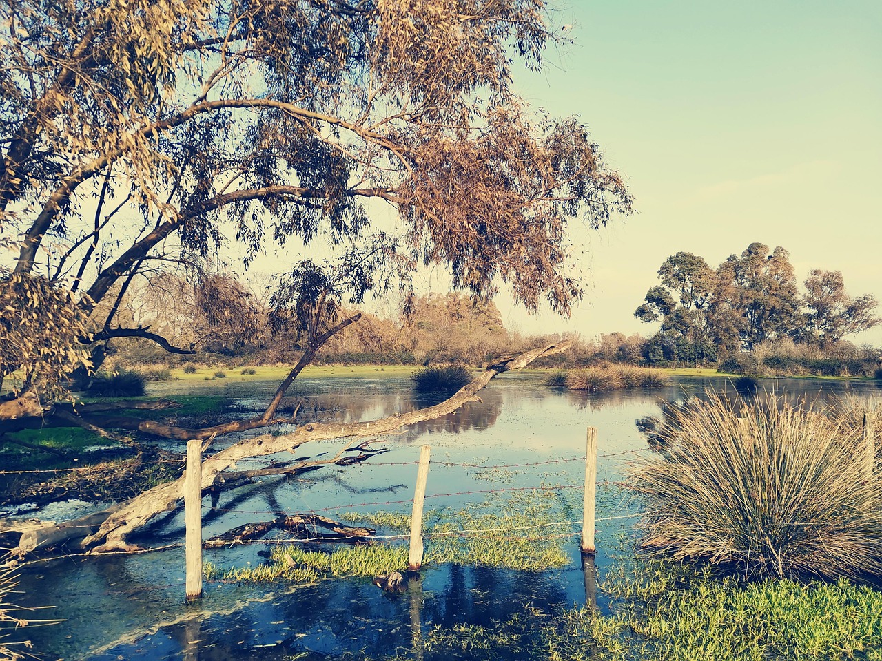 Natur Sumpf Teich - Kostenloses Foto auf Pixabay - Pixabay