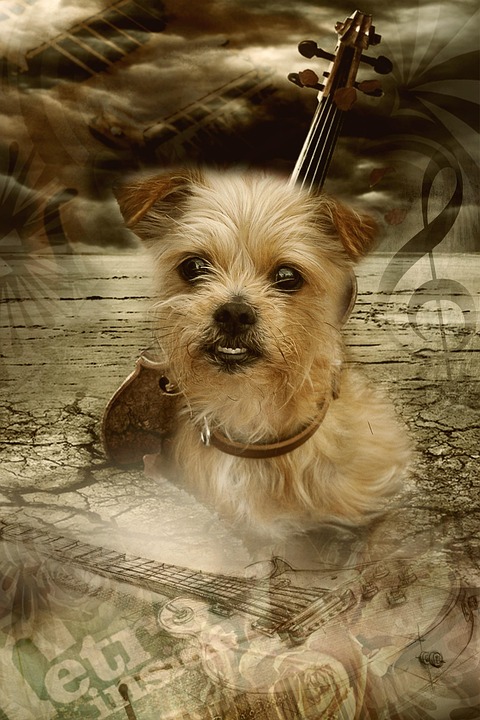 Dog Yorkshire Collage - Free photo on Pixabay - Pixabay