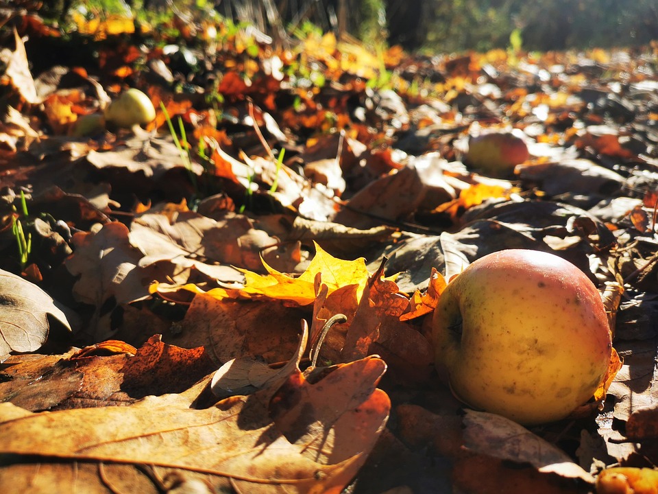 Leaves Apples Autumn - Free photo on Pixabay