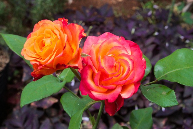 Roses Rose Flower - Free photo on Pixabay