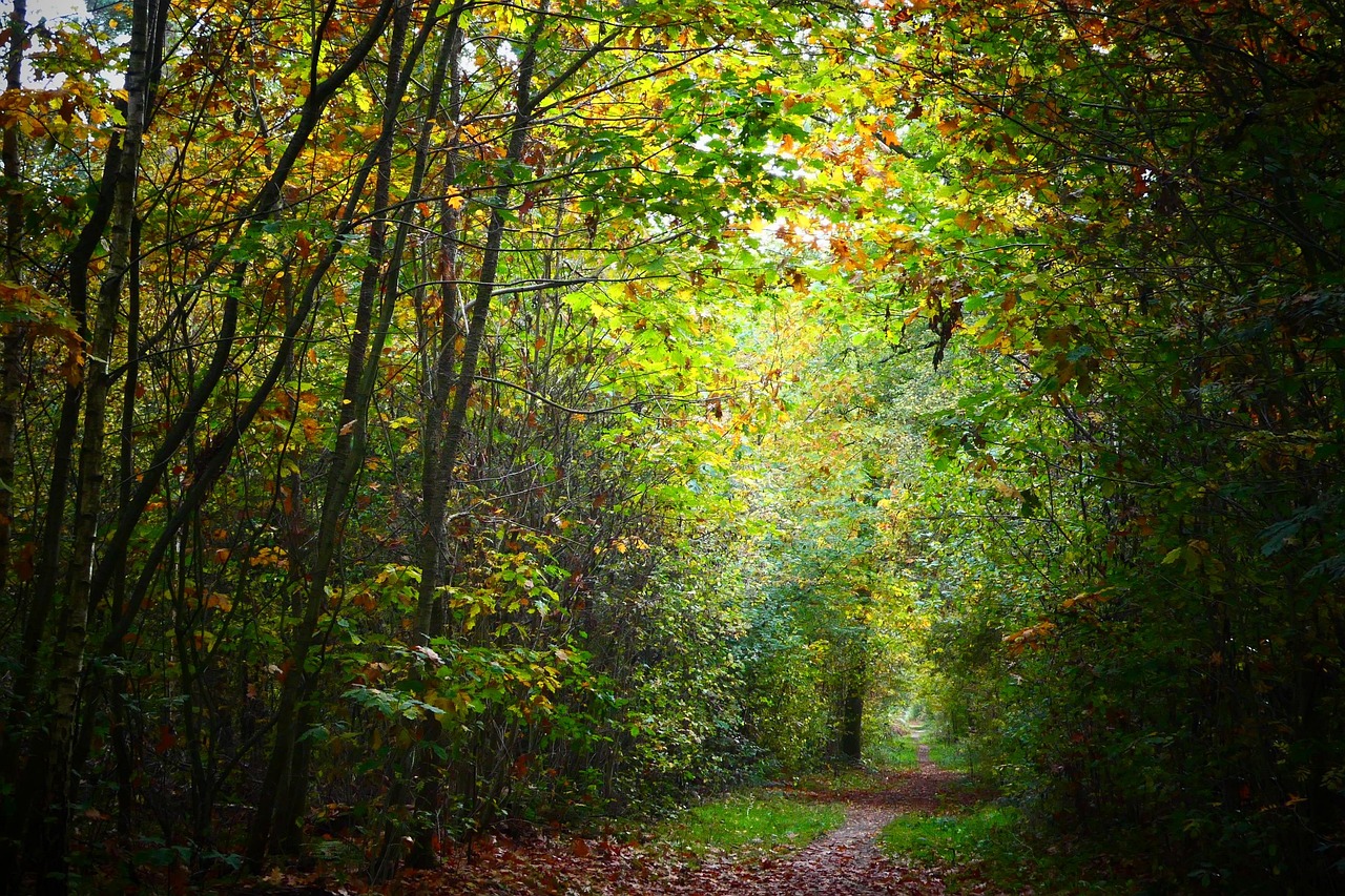 Dedaunan Musim Gugur Jalur Hutan - Foto gratis di Pixabay