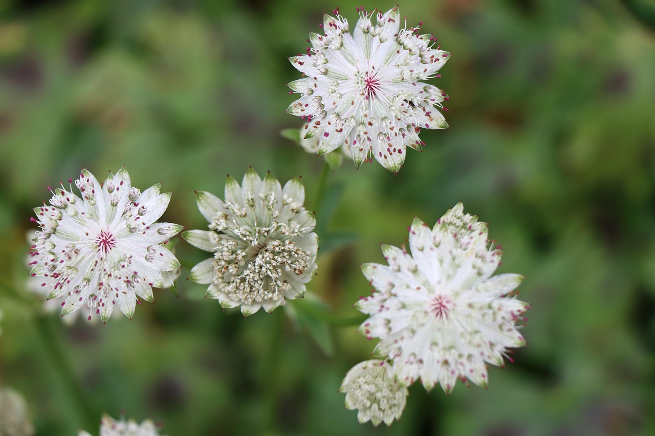 Flower Blossom Bloom - Free photo on Pixabay - Pixabay
