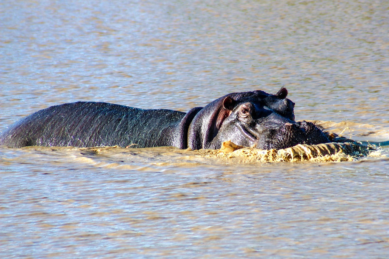 Hippo River Africa - Free photo on Pixabay