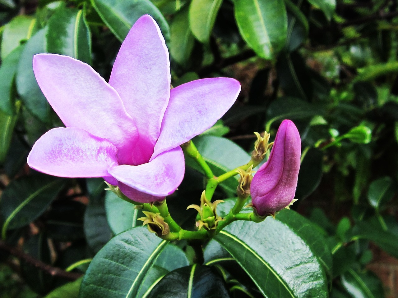 Bunga Berkembang Alam - Foto gratis di Pixabay - Pixabay
