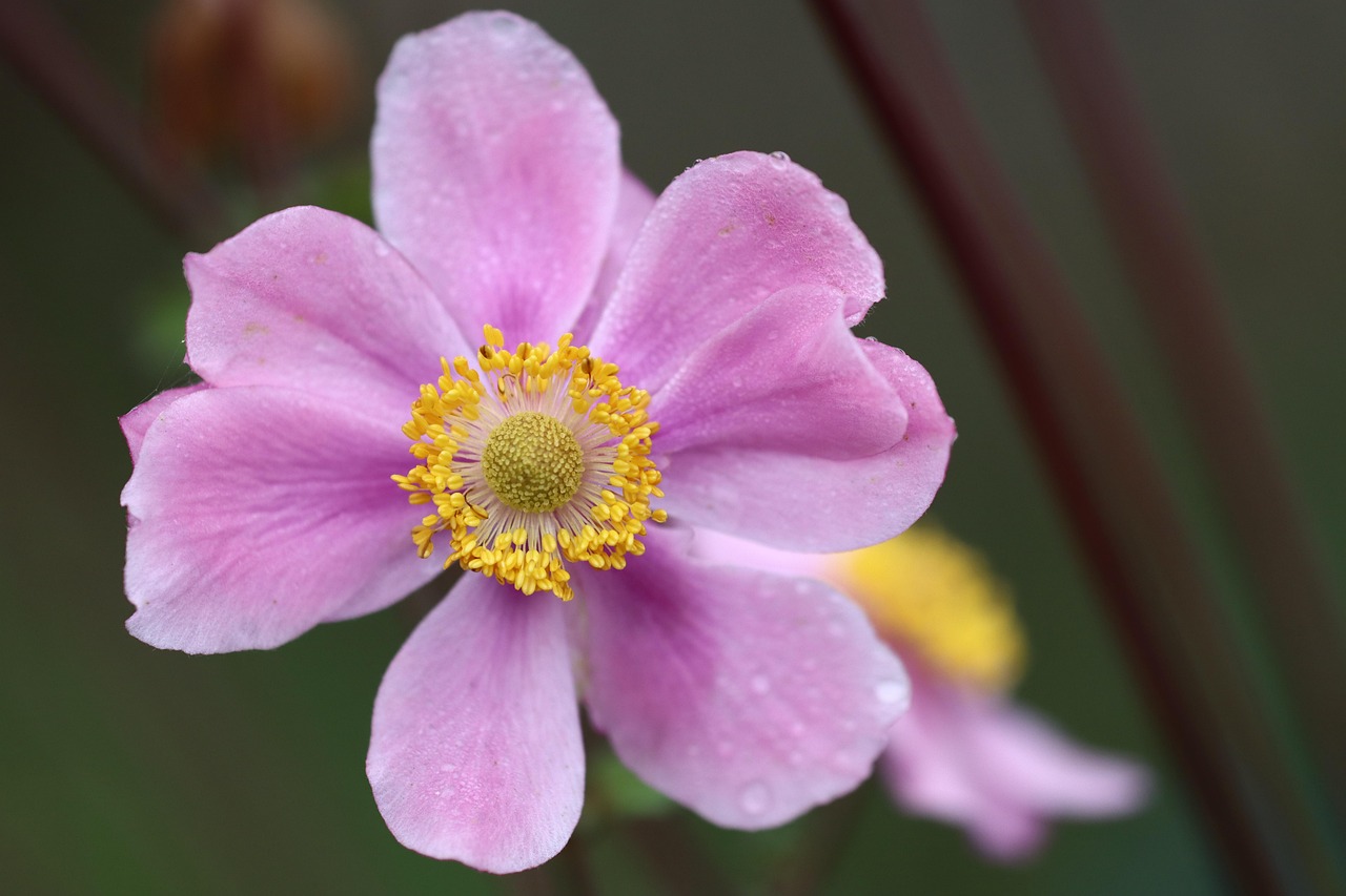 Flower Anemone Garden - Free photo on Pixabay - Pixabay