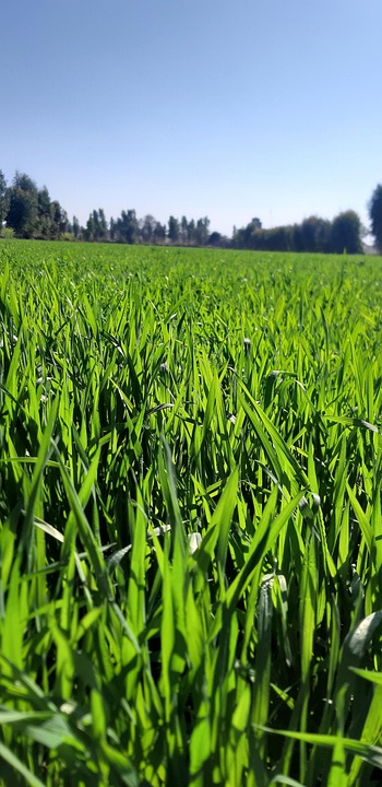 Nature Gazon Herbe Verte - Photo gratuite sur Pixabay - Pixabay