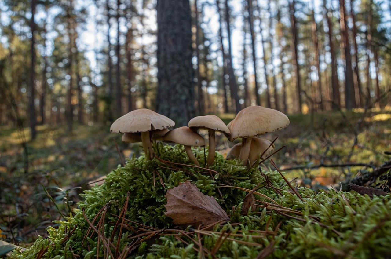 Fungi Moss Forest - Free photo on Pixabay