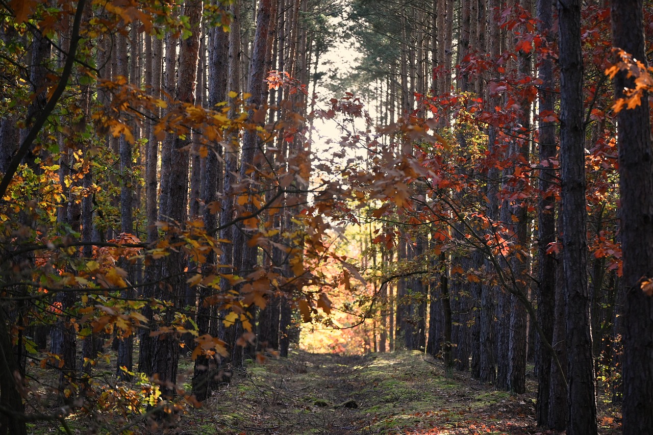 Bosque Naturaleza La Ruta De - Foto gratis en Pixabay - Pixabay