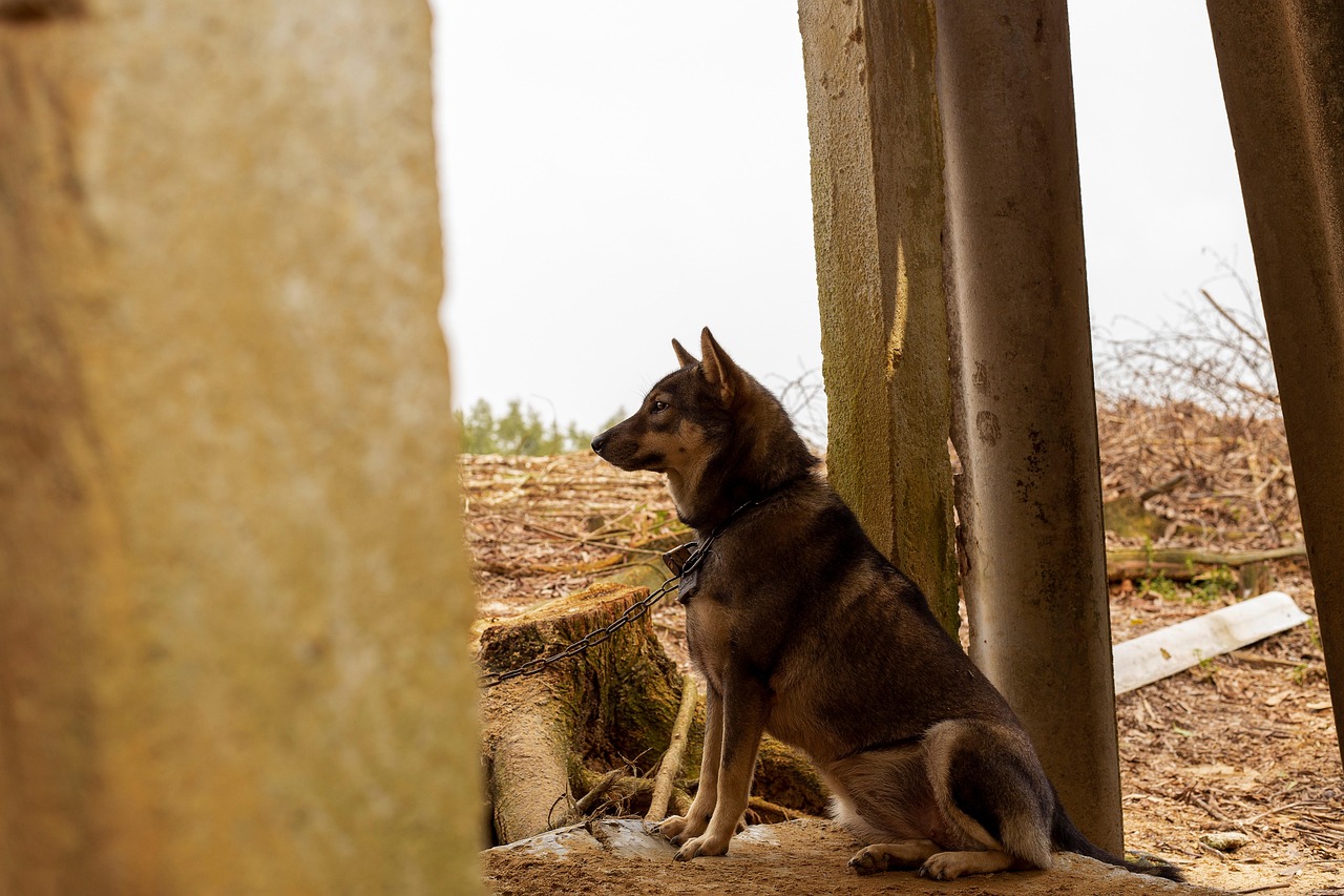 Dog Deforestation Forest Fires - Free photo on Pixabay - Pixabay