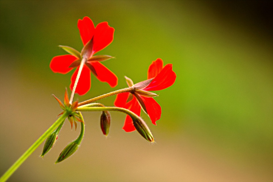 Flowers Geranium Crane'S Bill Red - Free photo on Pixabay - Pixabay