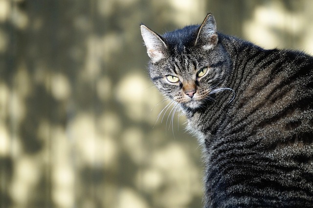 Cat Feline Look - Free photo on Pixabay - Pixabay