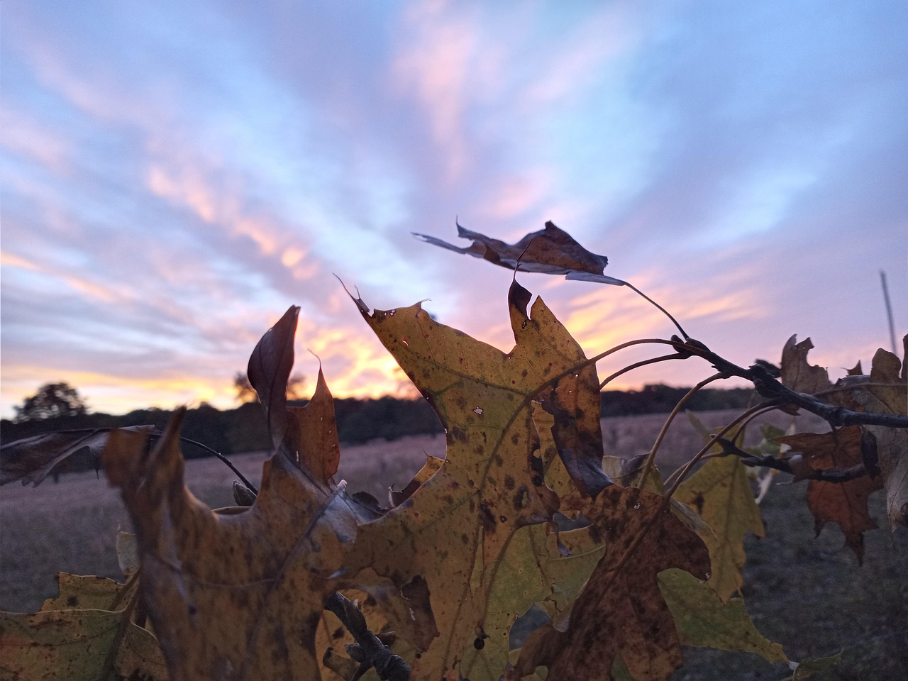 Sunrise Thru Leaves Fall - Free photo on Pixabay