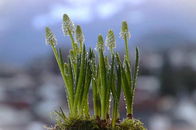 Bloom Plants Spring Dew - Free photo on Pixabay