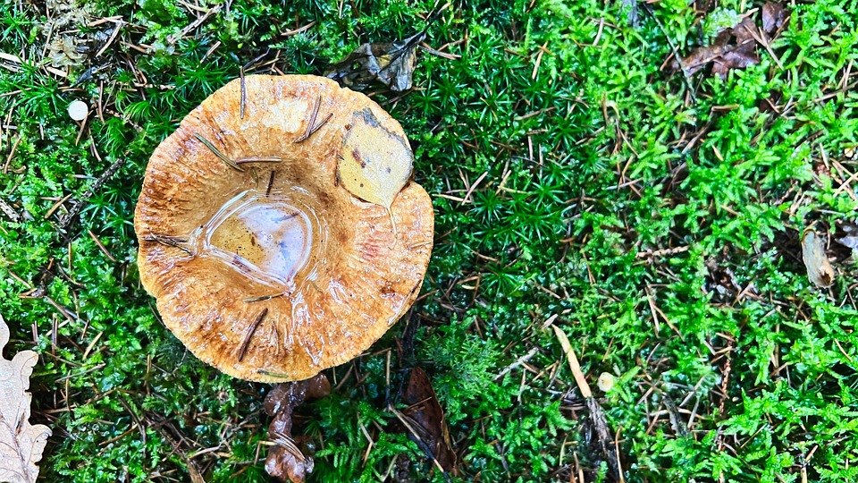 Ősz Masuria Gomba - Ingyenes fotó a Pixabay-en - Pixabay