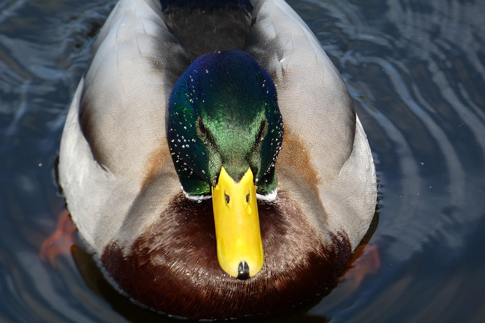Duck Nature Lake - Free photo on Pixabay - Pixabay