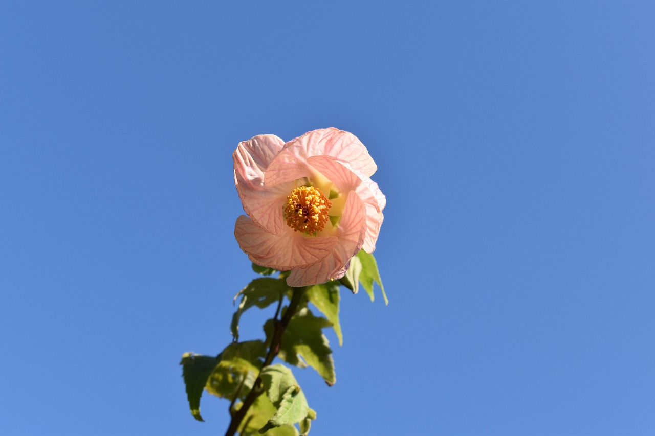 Apricot Blossom Flower - Free photo on Pixabay