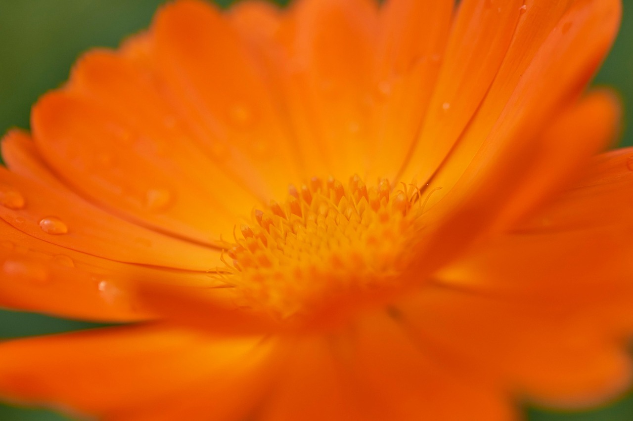 Fleur D'Oranger Plante La - Photo gratuite sur Pixabay - Pixabay