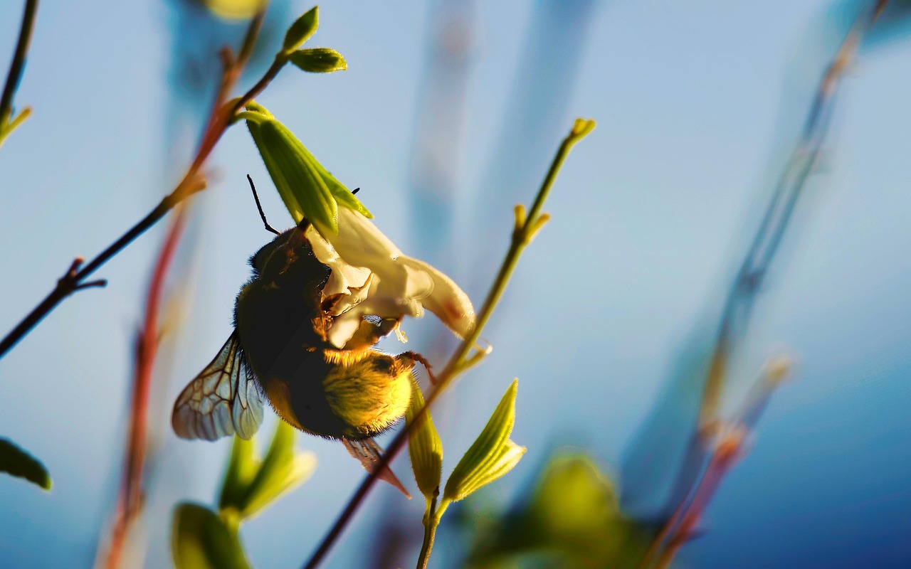 Insect Bumblebee Nature - Free photo on Pixabay