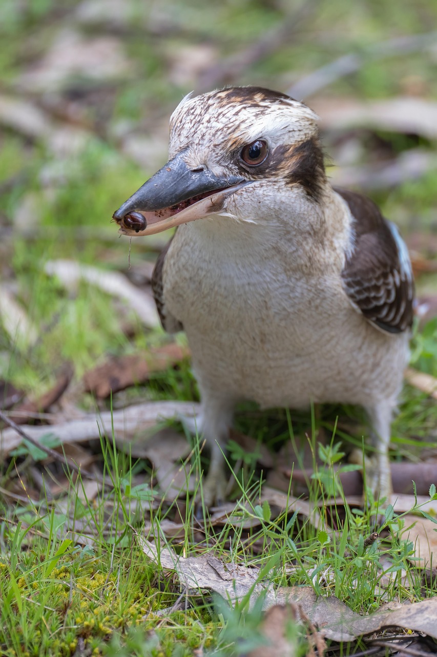 Laughing Kookaburra Bird Animal - Free photo on Pixabay - Pixabay