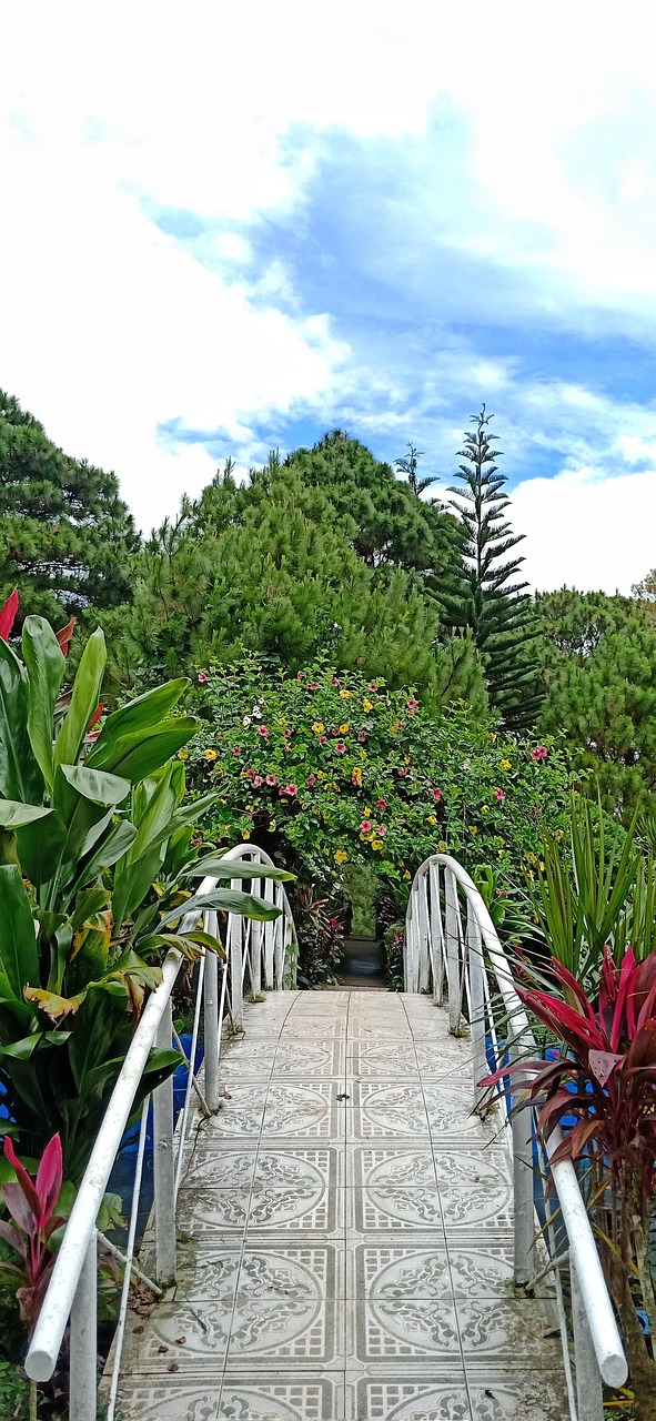 White Bridge Walkway Landscape - Free photo on Pixabay - Pixabay