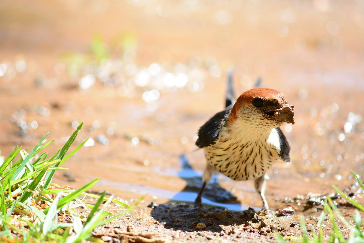 300,000+ Free Animals Hibernate & Animal Images - Pixabay