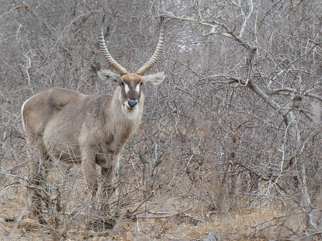 Cobe Mâle Animal - Photo gratuite sur Pixabay - Pixabay