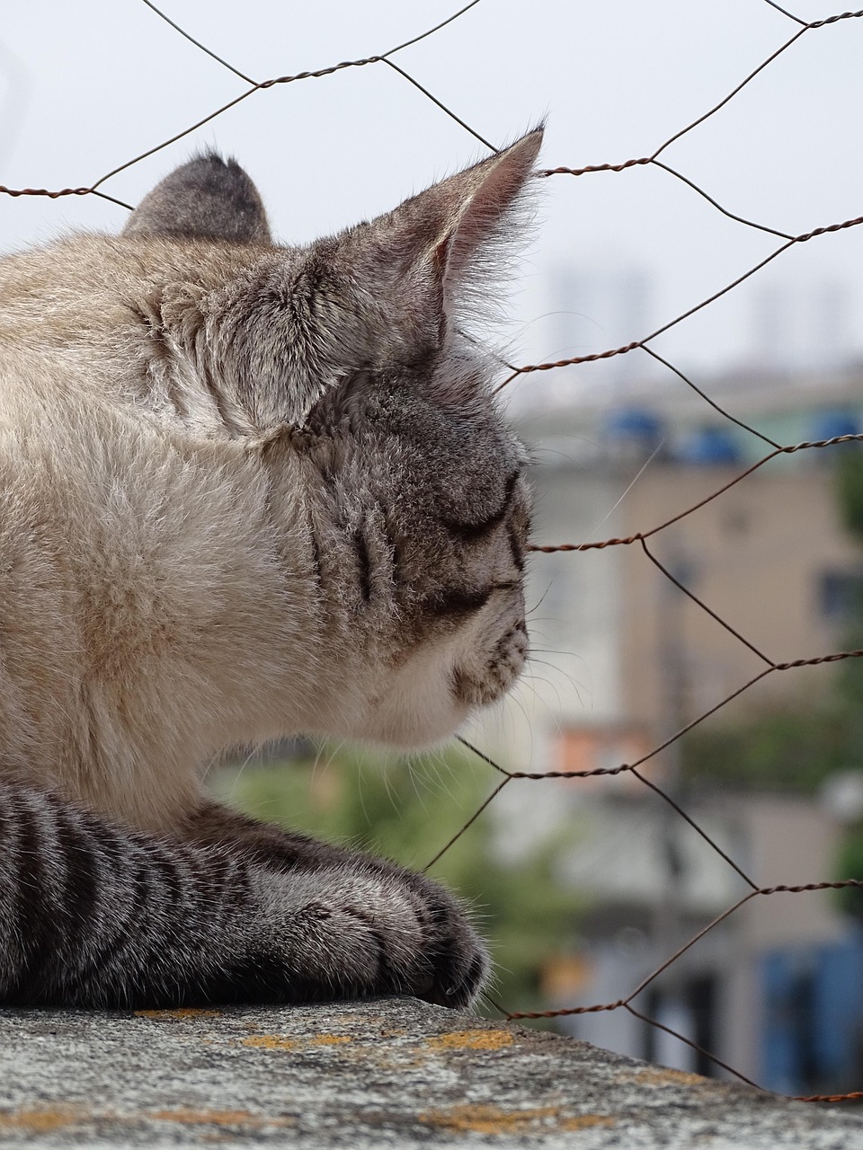 Gato Animal Mascota Al Aire - Foto gratis en Pixabay - Pixabay