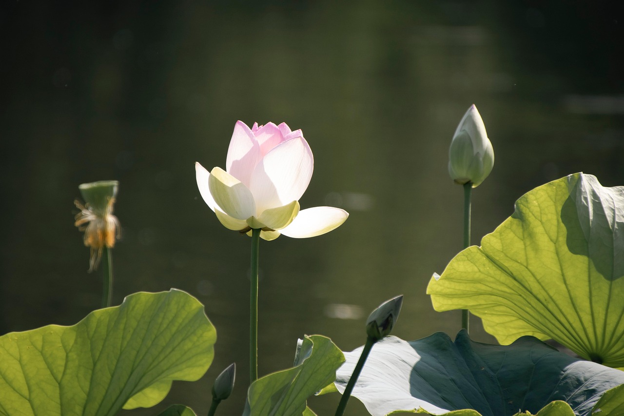 Lotus En Fleurs Étang De - Photo gratuite sur Pixabay - Pixabay