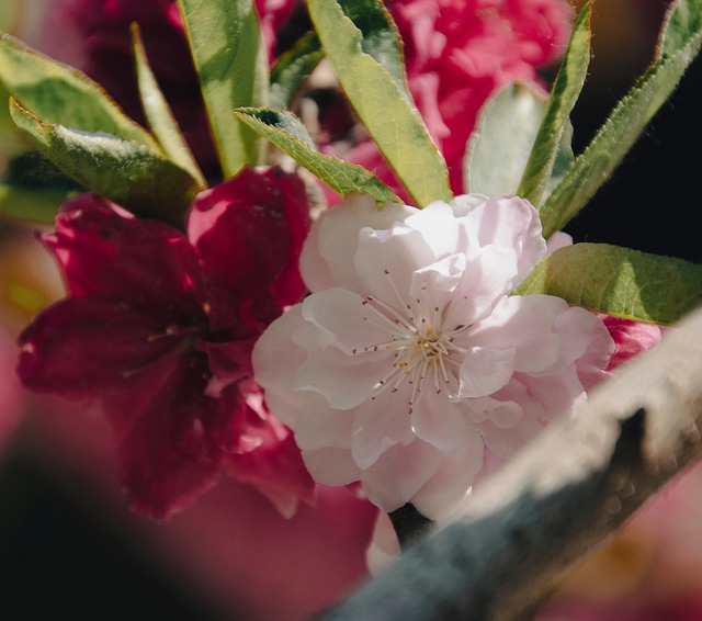 Peach Blossom Flower Tree - Free photo on Pixabay