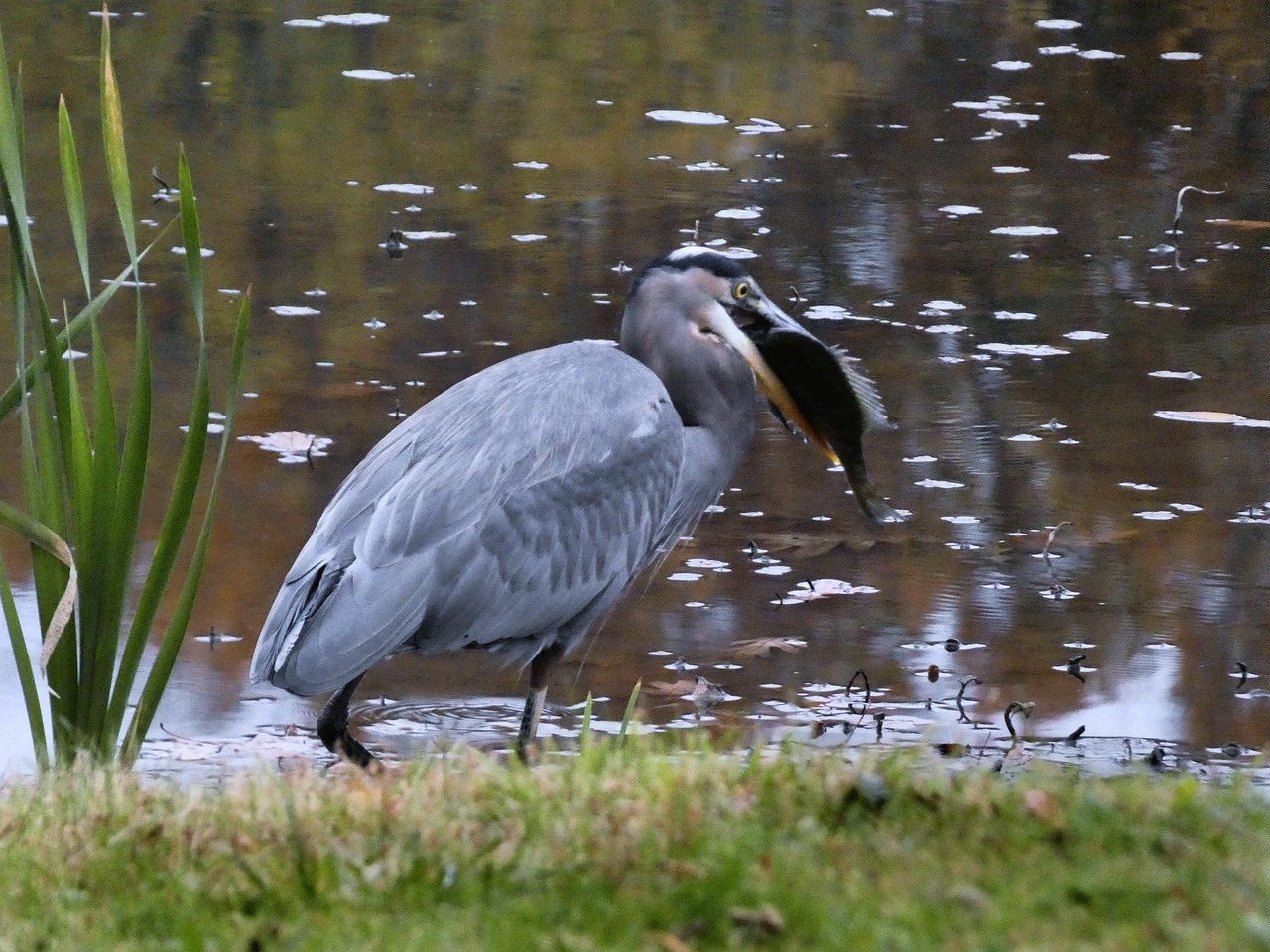 Great Blue Heron Bird - Free photo on Pixabay - Pixabay