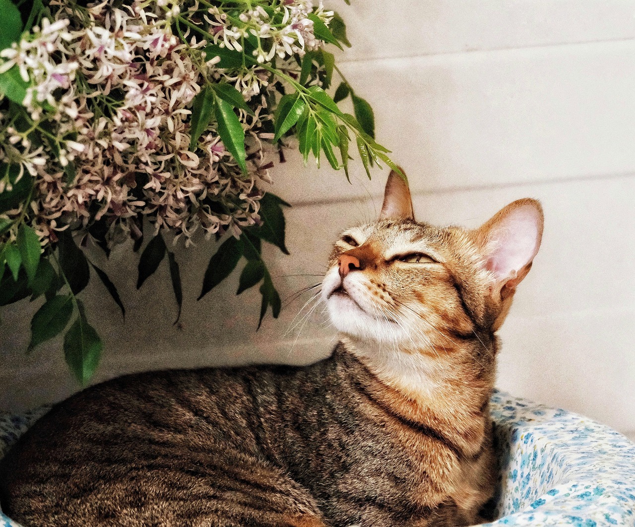 Kucing Membelai Keluarga - Foto gratis di Pixabay - Pixabay