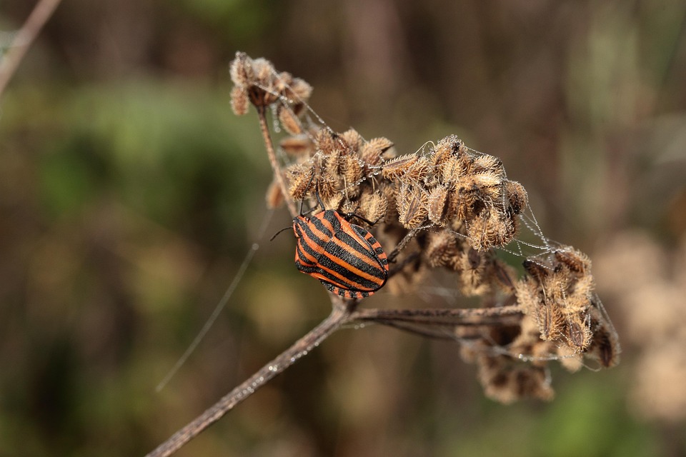 Insect Umbelliferae Cobwebs - Free photo on Pixabay