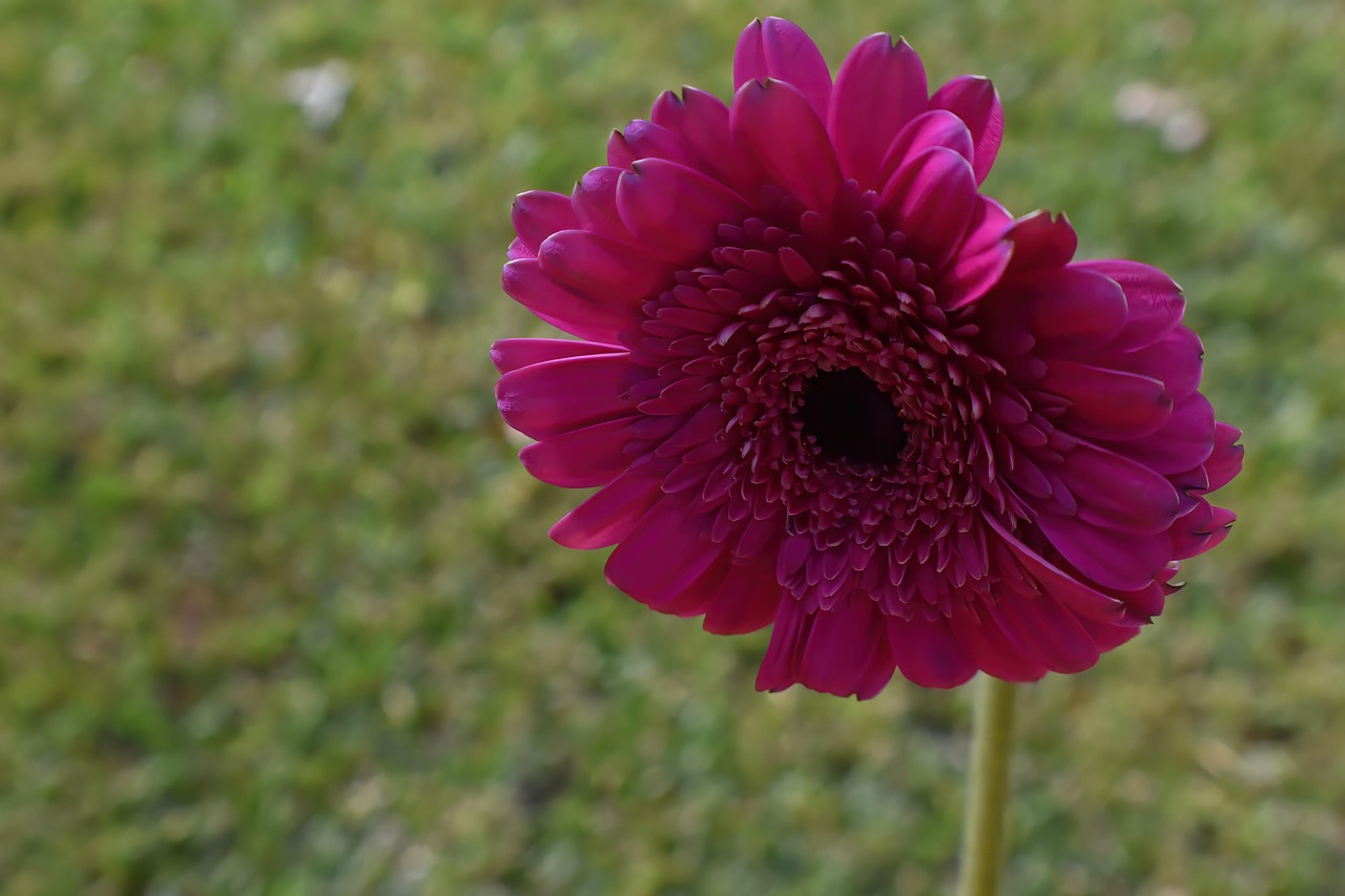 Margarida Flor Planta - Foto gratuita no Pixabay - Pixabay