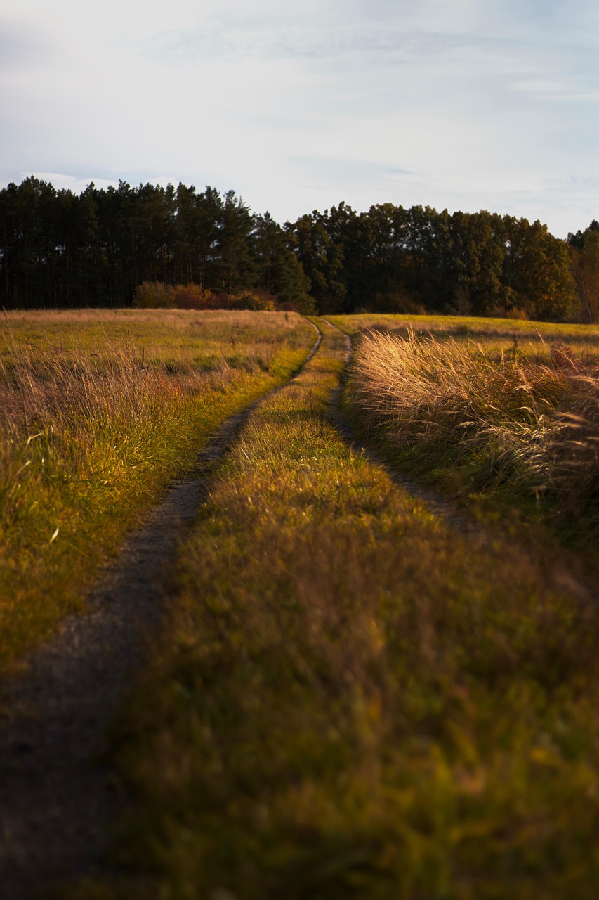 Meadow Field Path - Free photo on Pixabay
